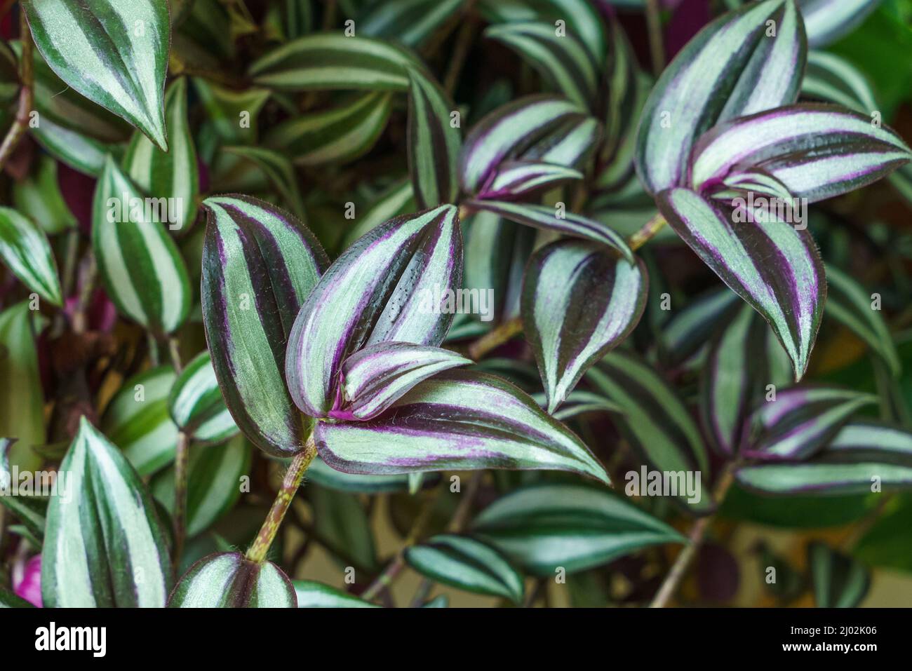Wandering jew zebrina pendula hi-res stock photography and images - Alamy