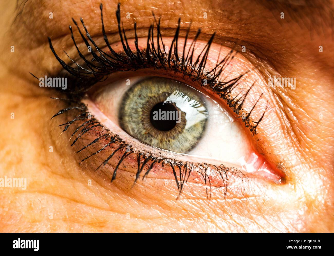Eyelash anatomy hi-res stock photography and images - Alamy