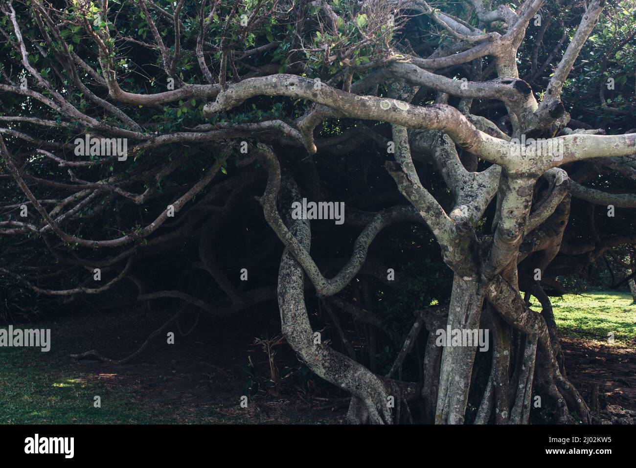 Tree with intertwining dense branches Stock Photo - Alamy