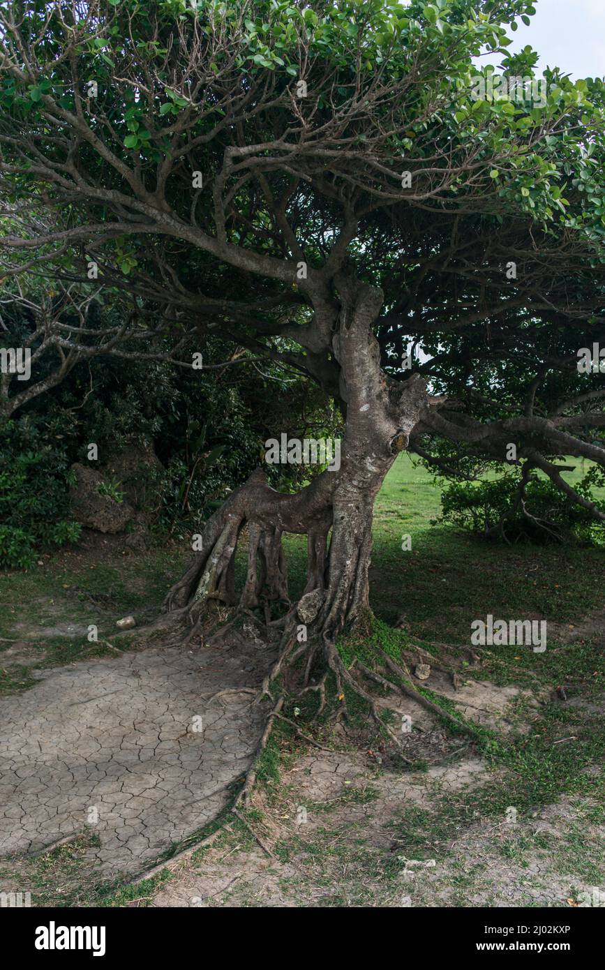 Tree with intertwining dense branches Stock Photo - Alamy