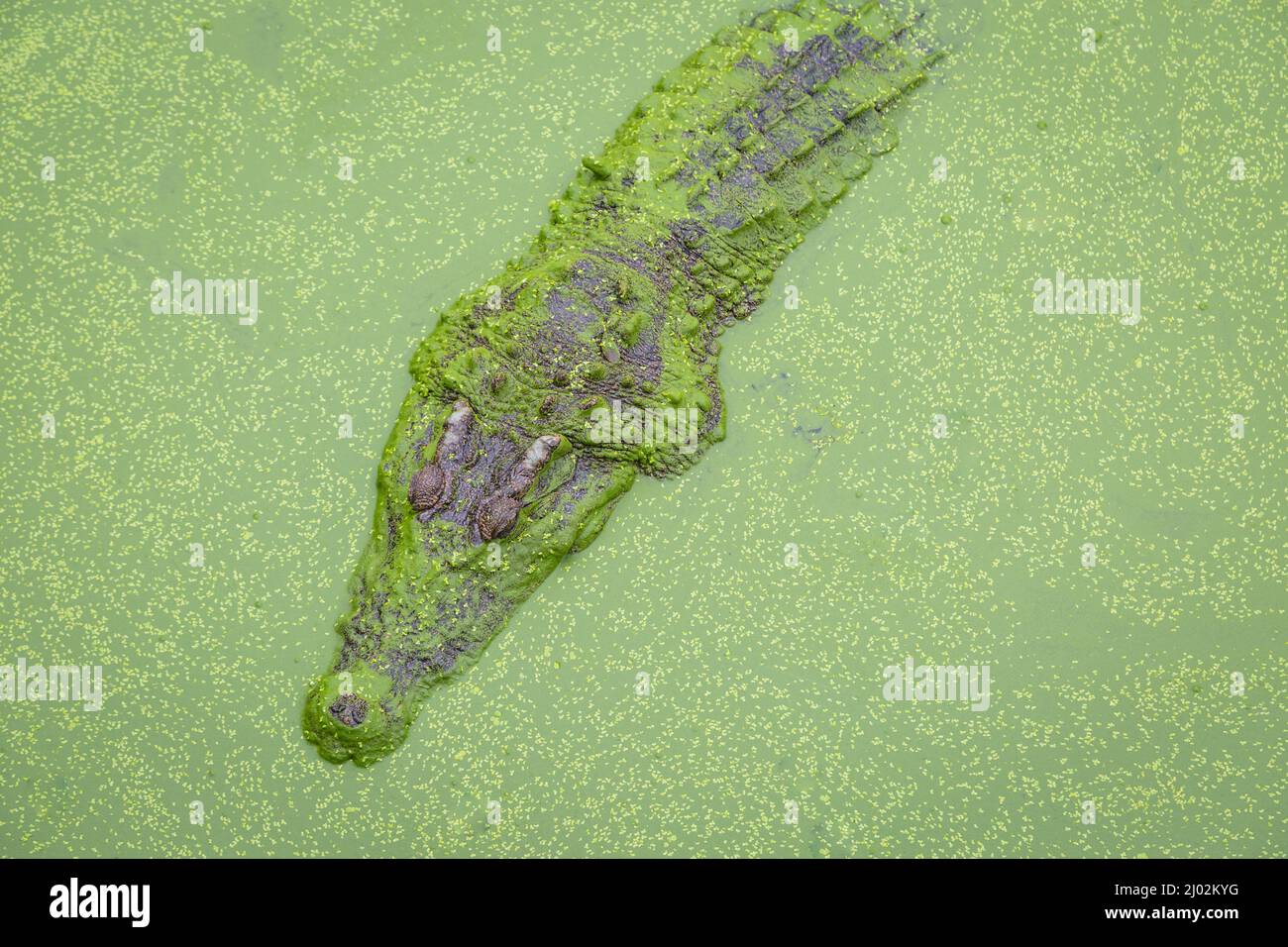 Crocodile head floating on the water background Stock Photo - Alamy