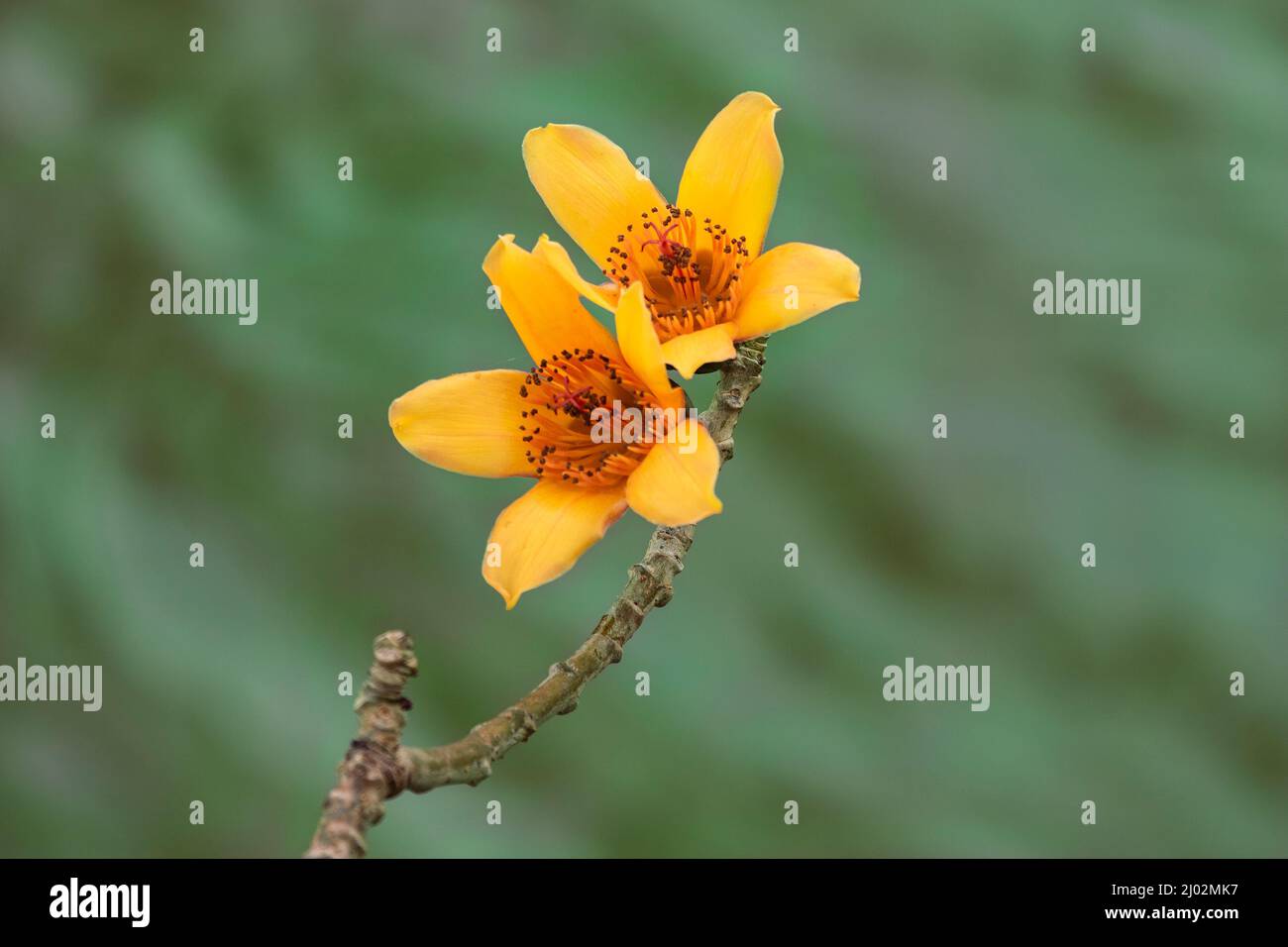 Golden bombax hi-res stock photography and images - Alamy