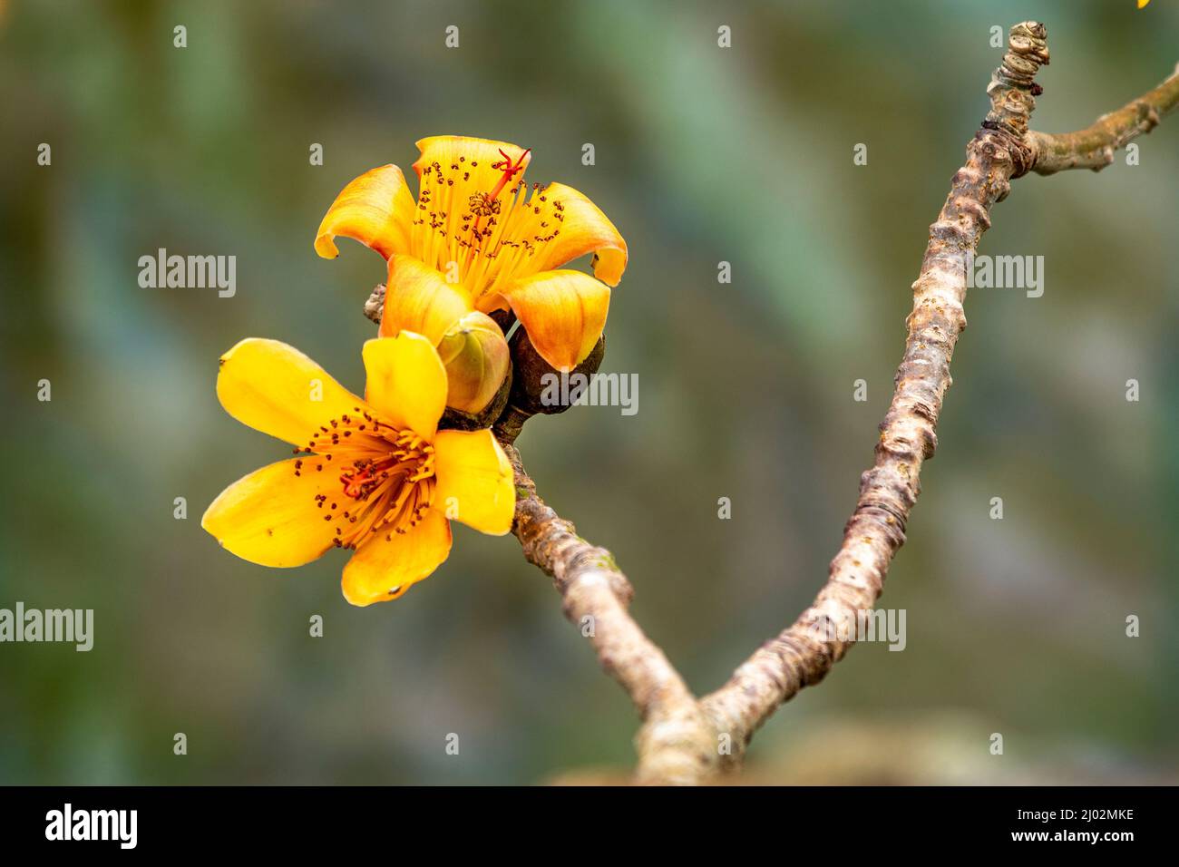 Golden bombax hi-res stock photography and images - Alamy