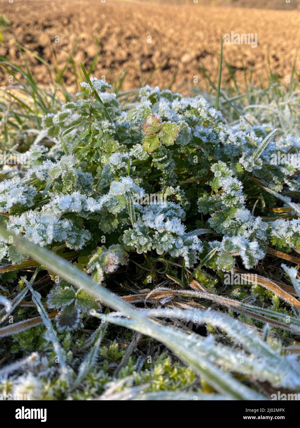 herbs in the snow, early winter in the field. High-quality photo Stock ...