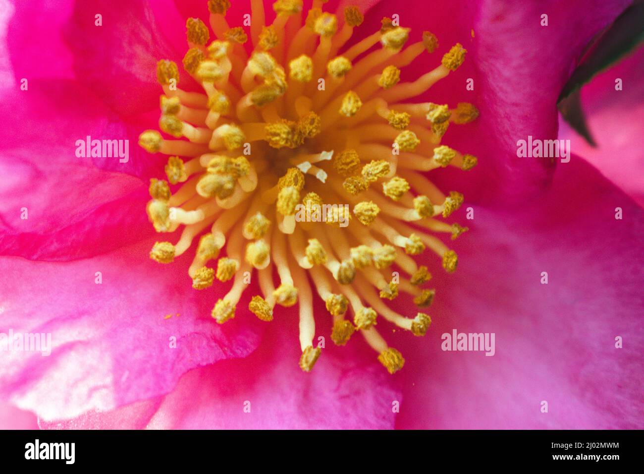 The bloom of a flower Stock Photo - Alamy