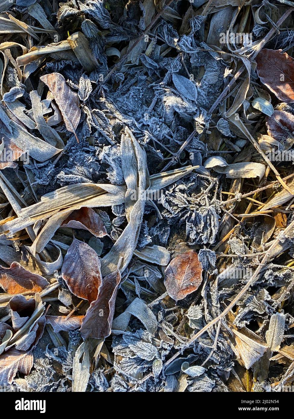flatlay of a pile of leaves, winter background, first frost. High ...