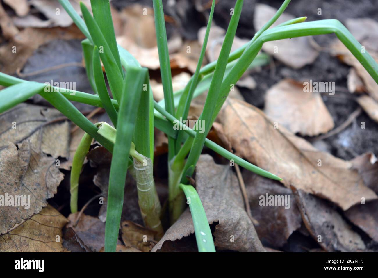 Celery onions growing in garden hi-res stock photography and images - Alamy