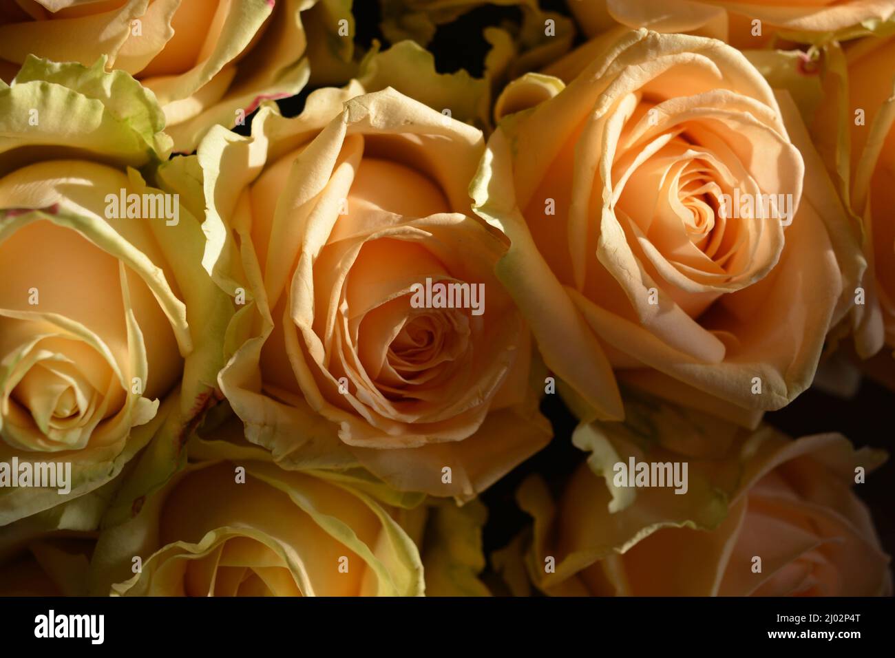 Beautiful, congratulatory, festive bouquet of pink roses, lovely roses ...