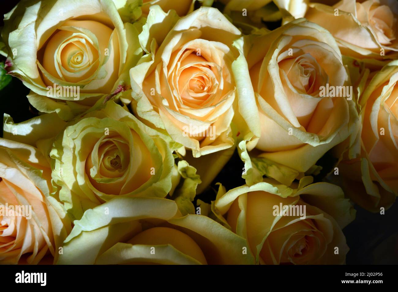 Beautiful, congratulatory, festive bouquet of pink roses, lovely roses ...