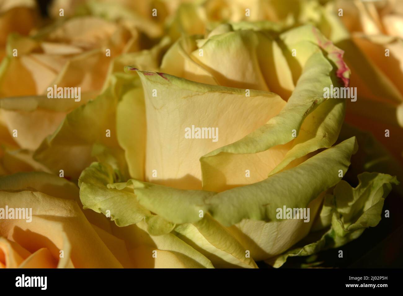Beautiful, congratulatory, festive bouquet of pink roses, lovely roses ...