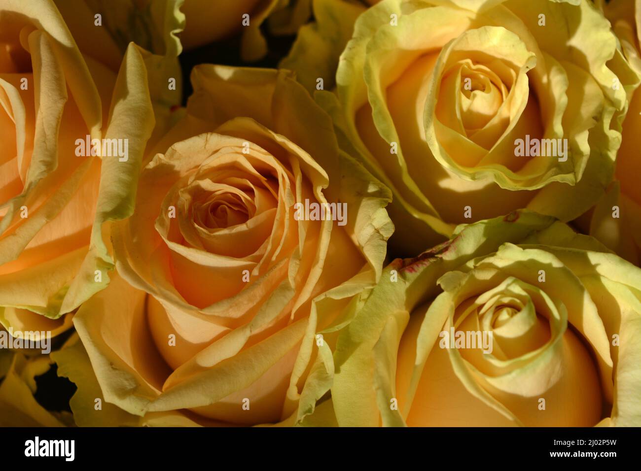 Beautiful, congratulatory, festive bouquet of pink roses, lovely roses ...