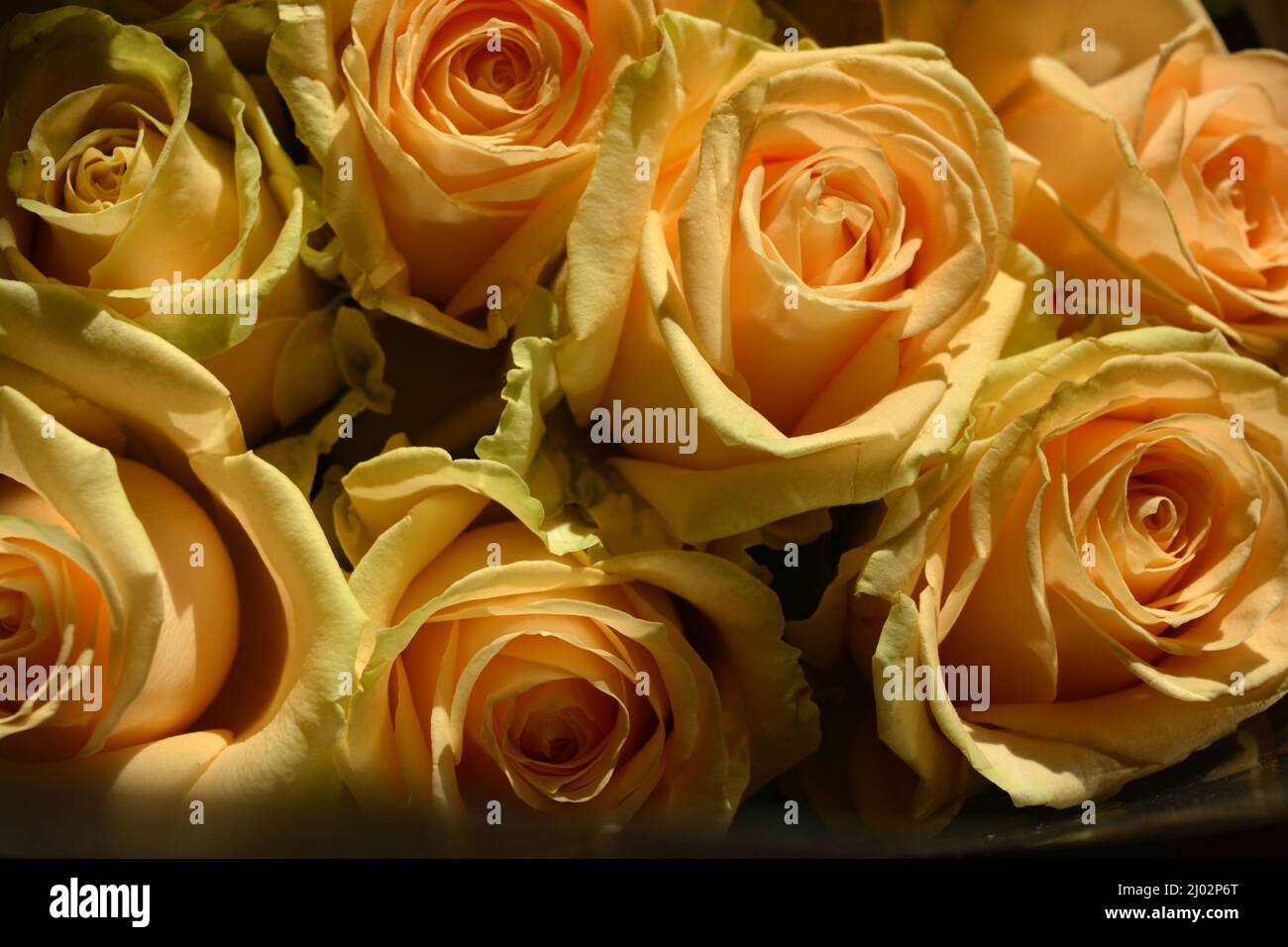 Beautiful, congratulatory, festive bouquet of pink roses, lovely roses ...