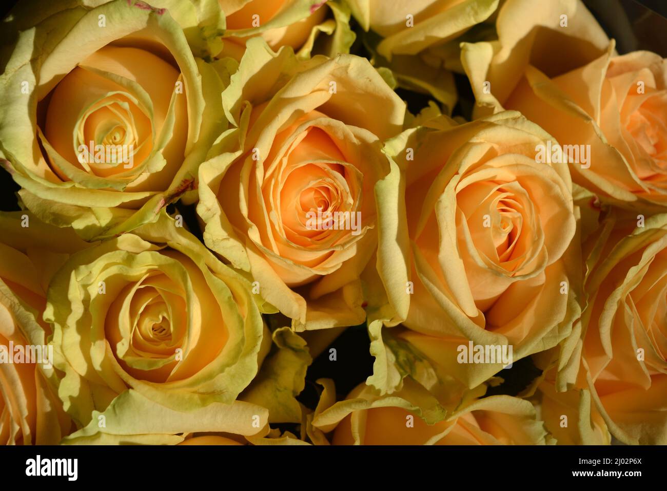 Beautiful, congratulatory, festive bouquet of pink roses, lovely roses ...