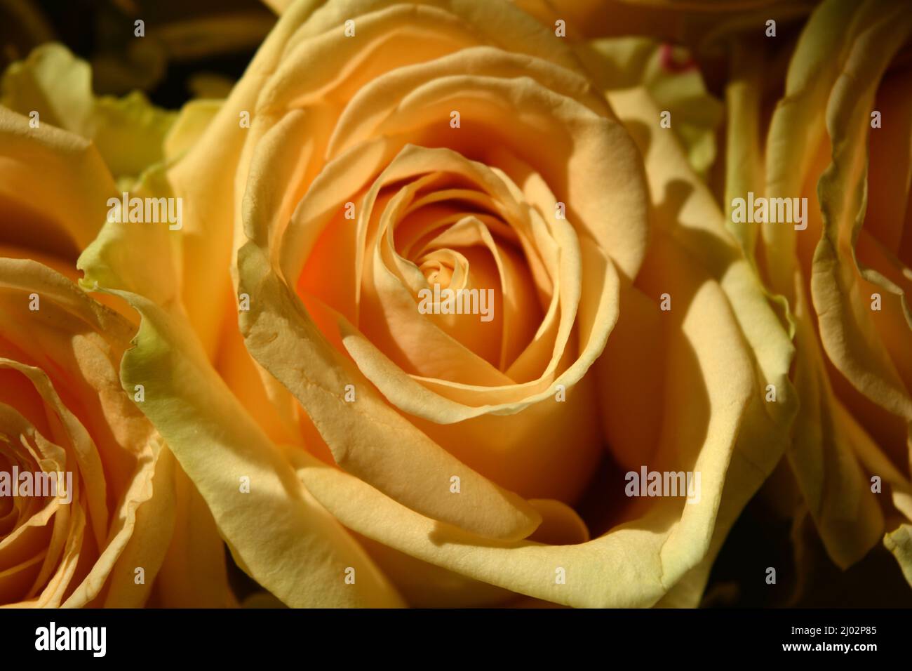 Beautiful, congratulatory, festive bouquet of pink roses, lovely roses ...