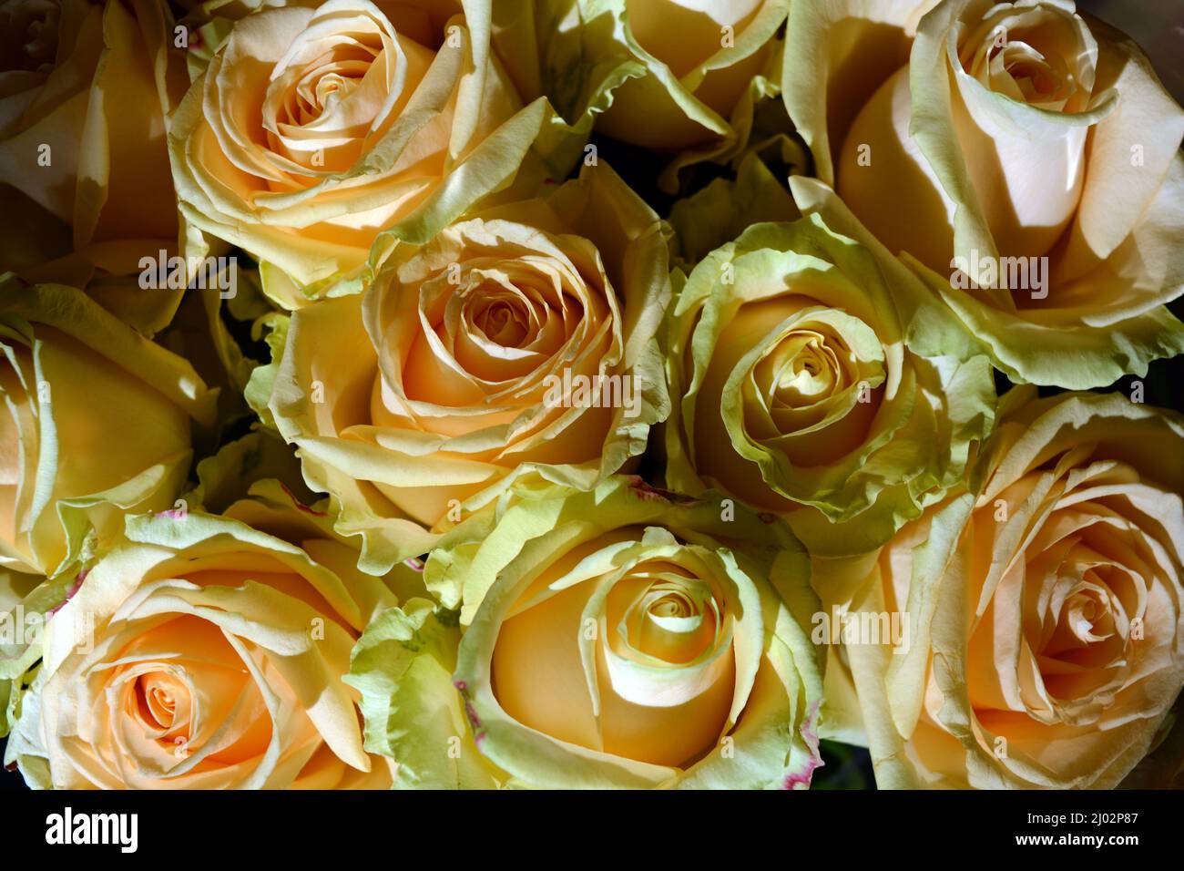 Beautiful, congratulatory, festive bouquet of pink roses, lovely roses ...