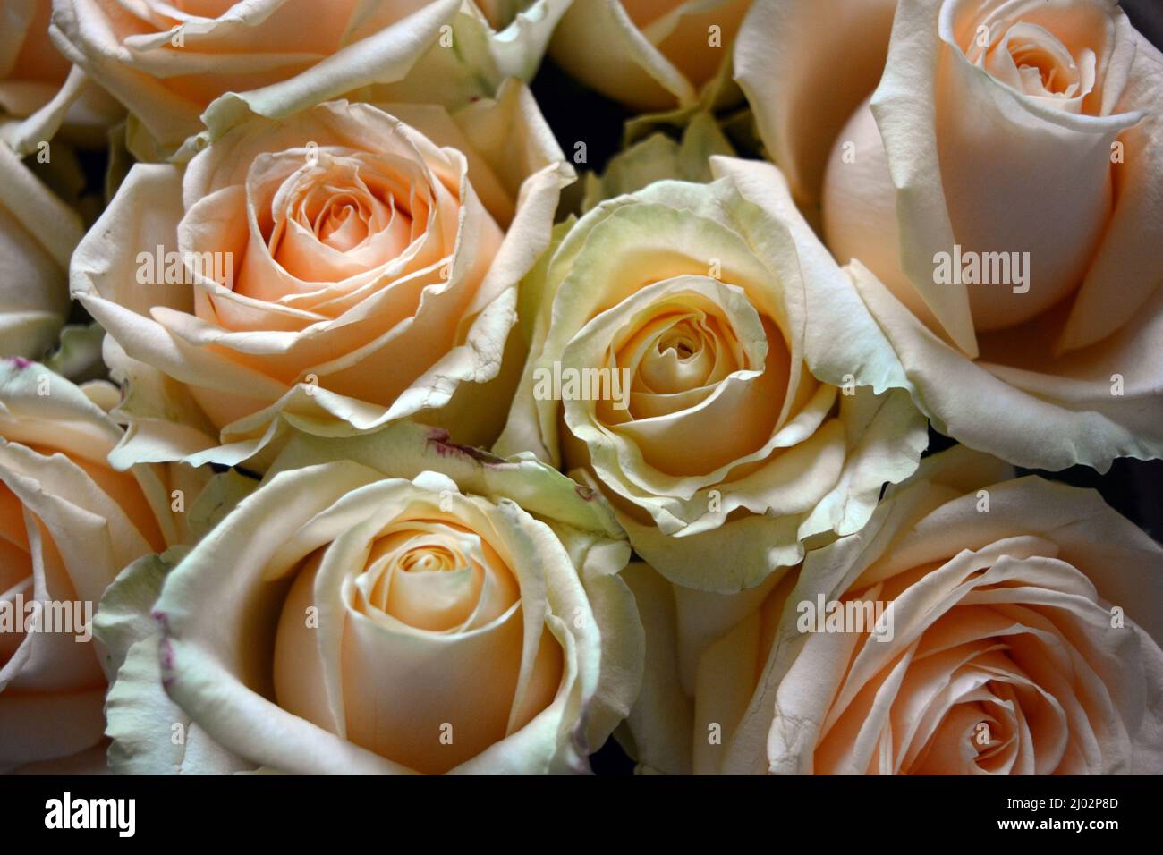 Beautiful, congratulatory, festive bouquet of pink roses, lovely roses ...