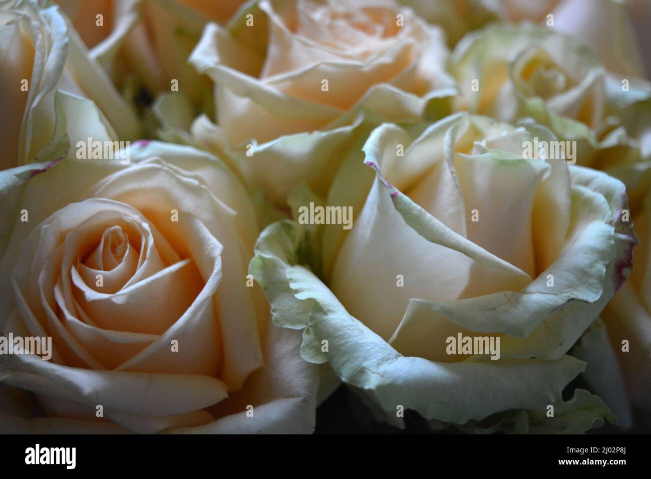 Beautiful, congratulatory, festive bouquet of pink roses, lovely roses ...