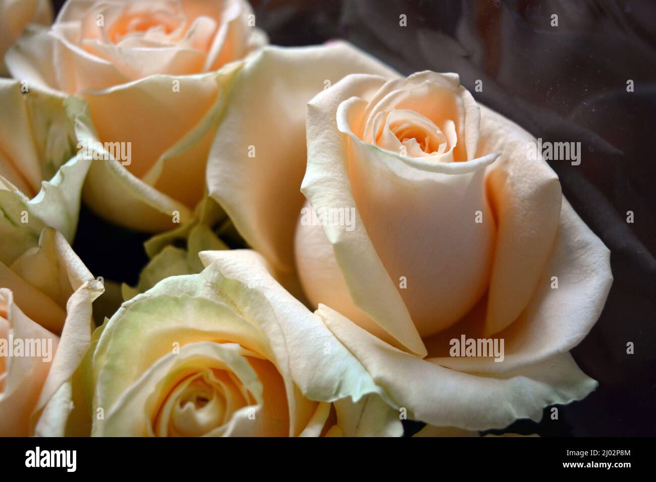 Beautiful, congratulatory, festive bouquet of pink roses, lovely roses ...