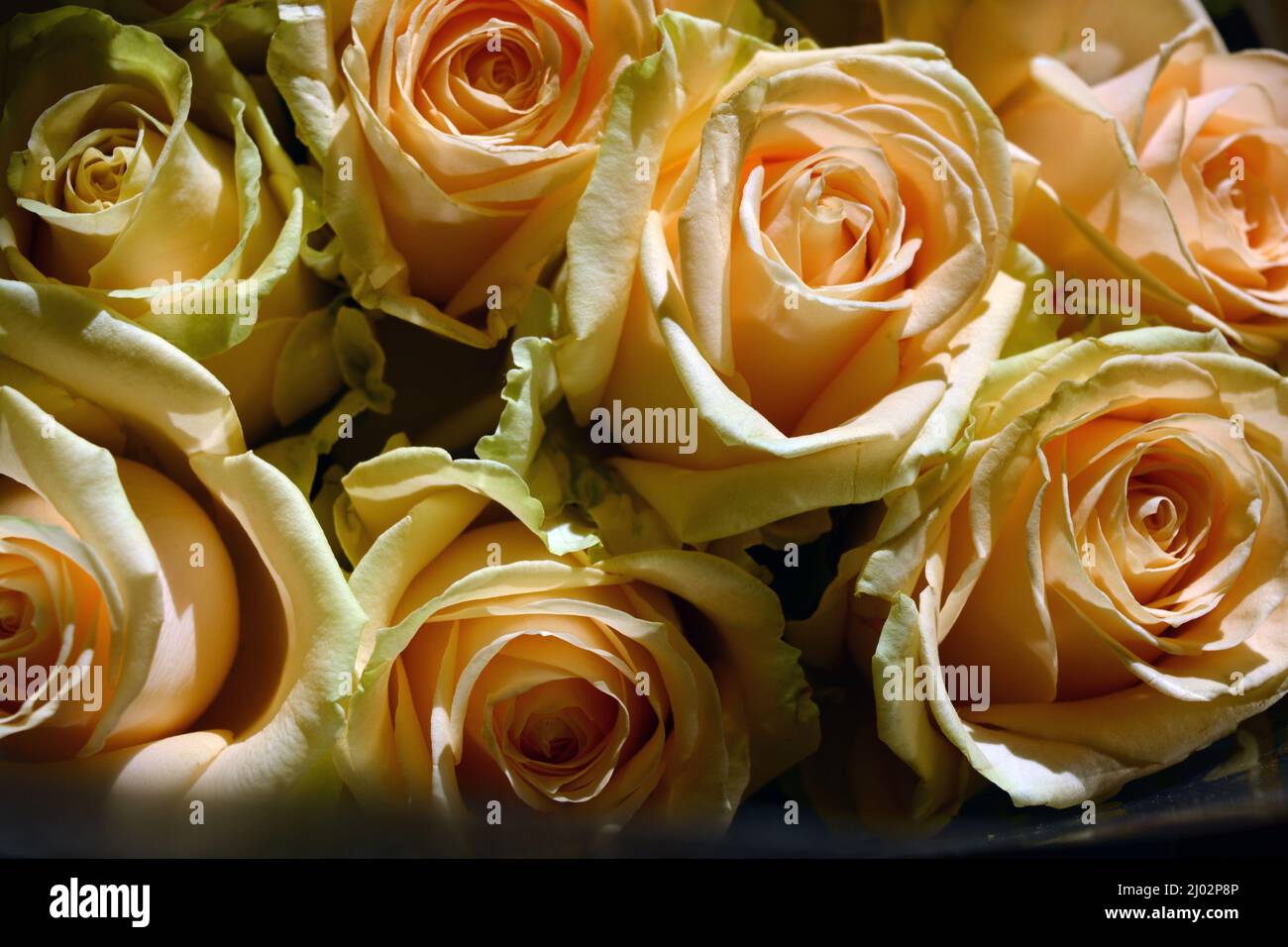 Beautiful, congratulatory, festive bouquet of pink roses, lovely roses ...