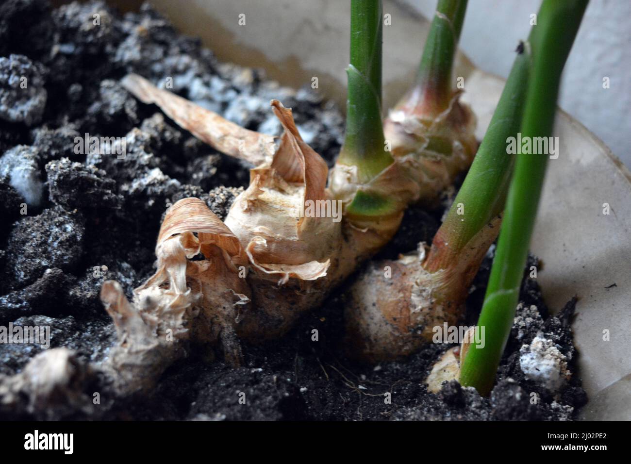 Growing Ginger Flower