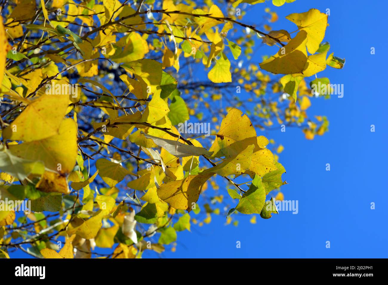 Mulberry paint hi-res stock photography and images - Alamy