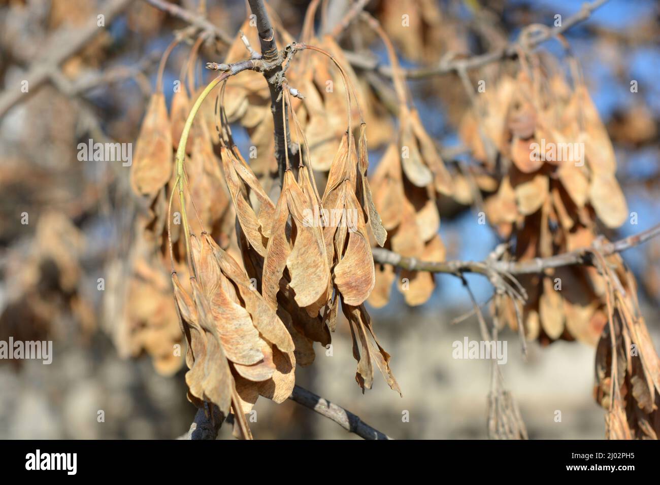 Beautiful and unusual autumn, a lot of dry maple seeds on the branches ...