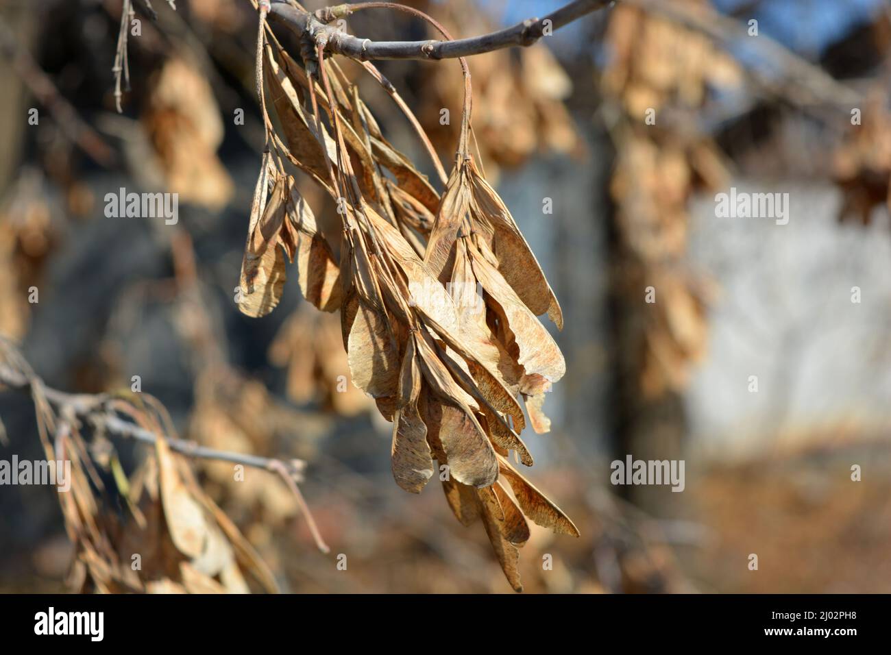 Beautiful and unusual autumn, a lot of dry maple seeds on the branches ...