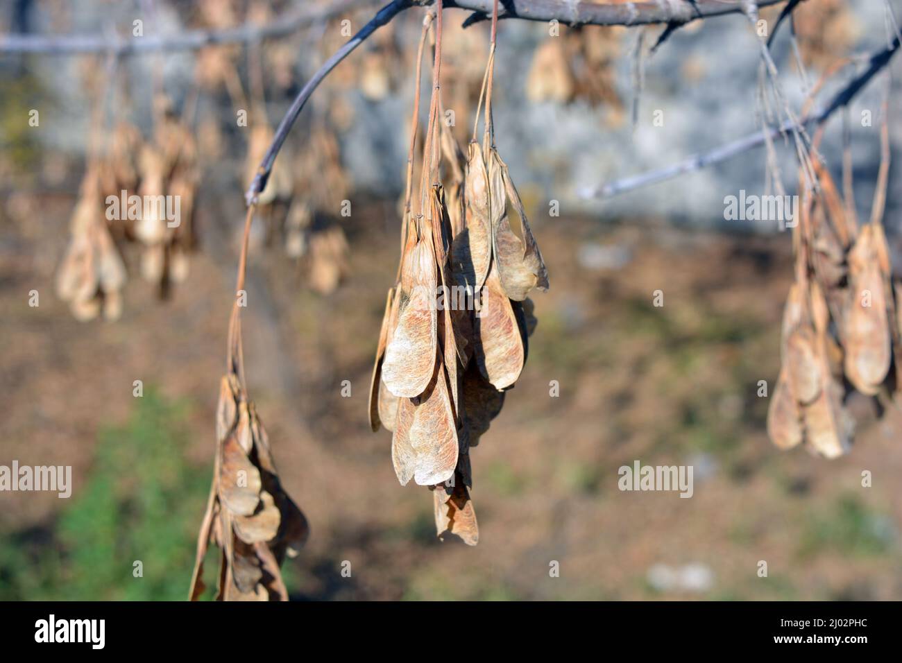 Beautiful and unusual autumn, a lot of dry maple seeds on the branches ...