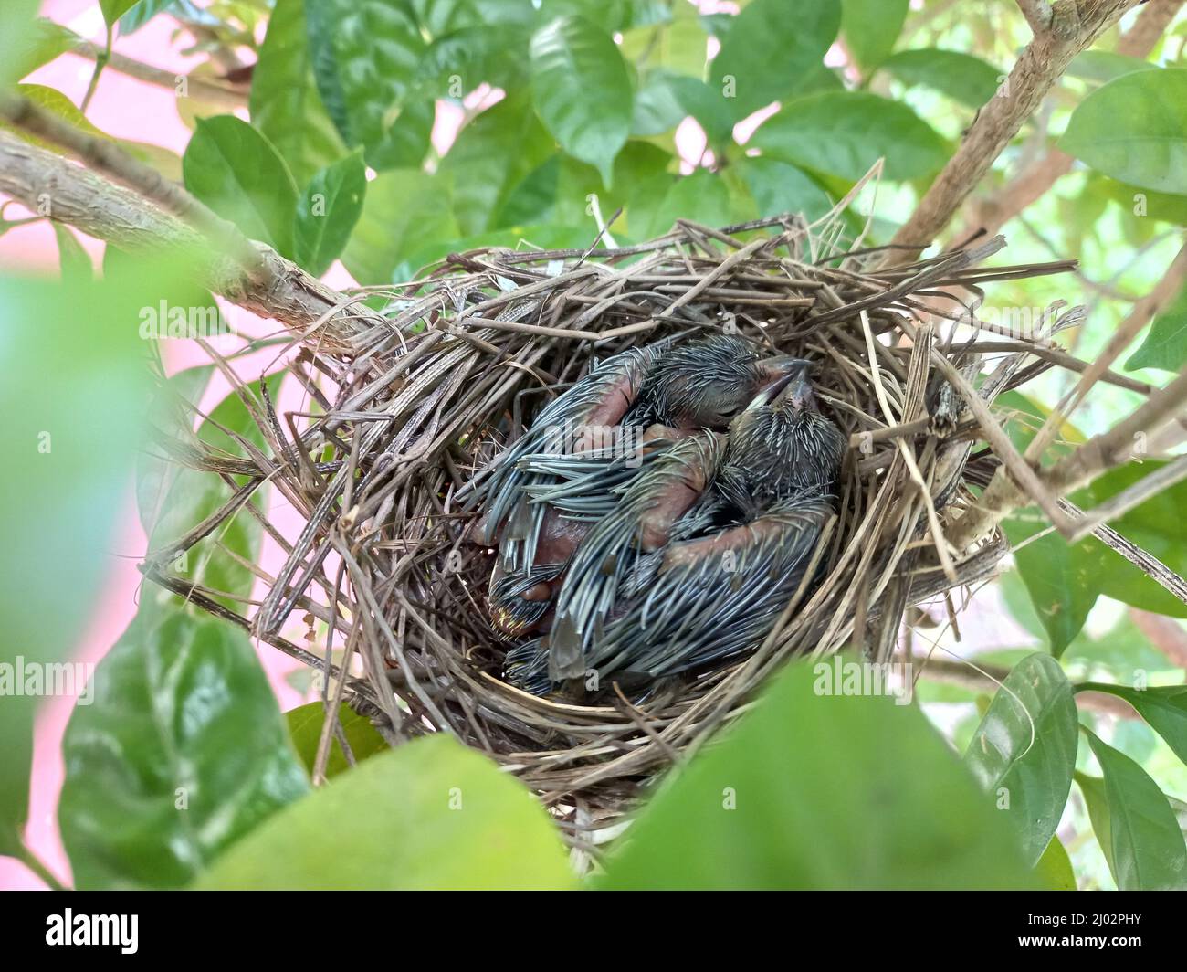 Bird chicks in the nest Stock Photo - Alamy