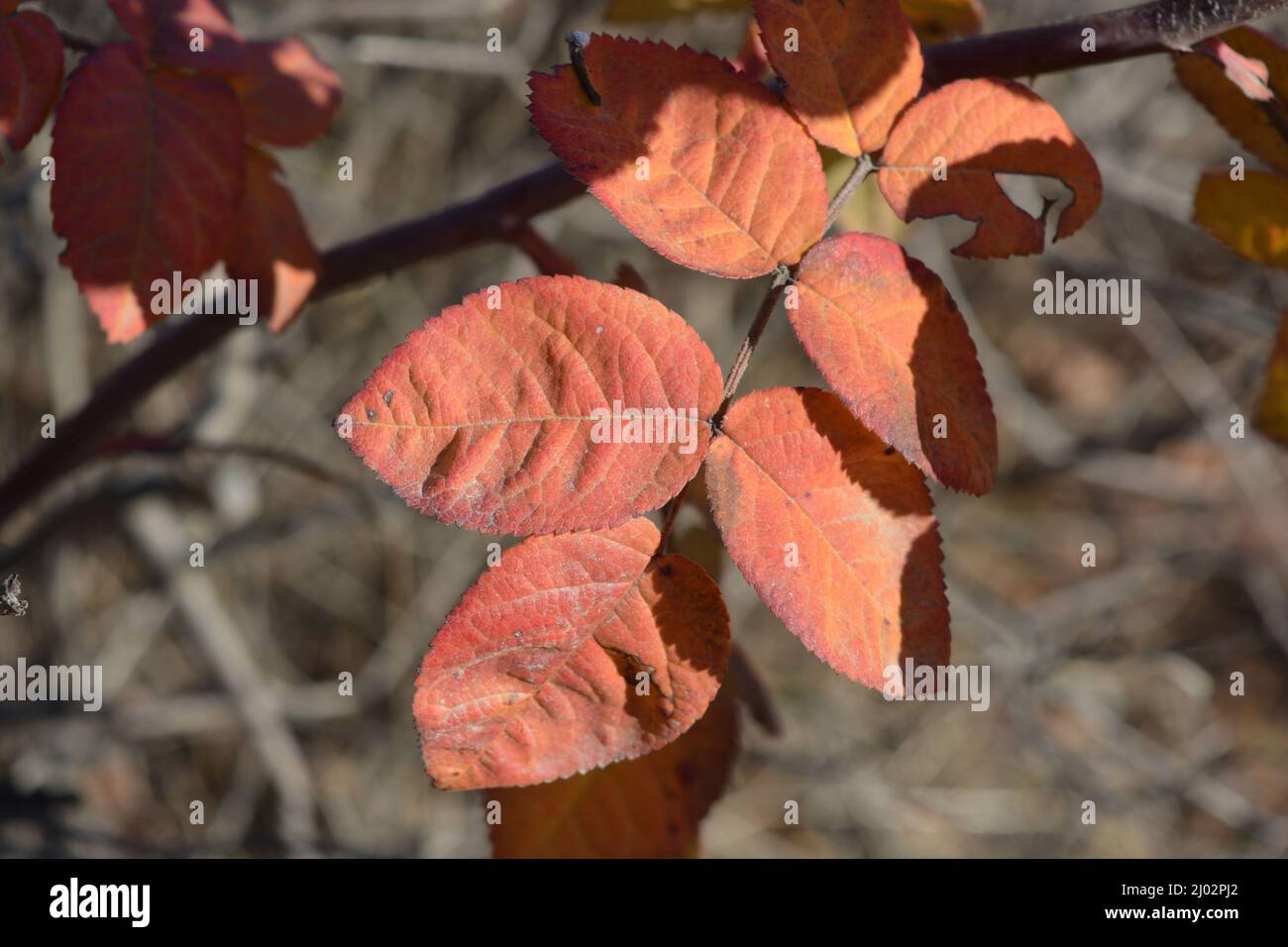 Autumn, the unusual beauty of nature, beautiful red green leaves of ...