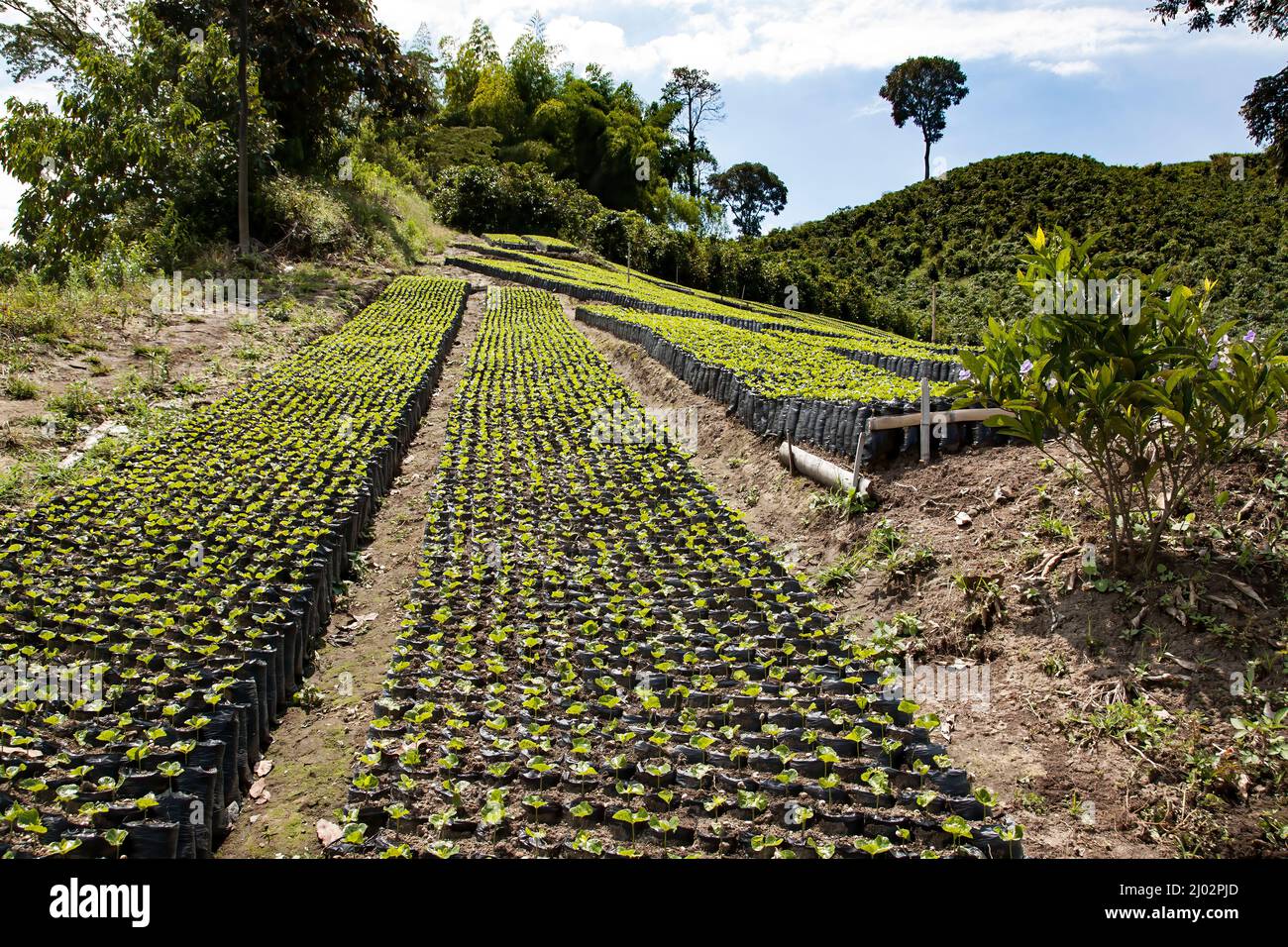 Coffee nursery, Colombia Stock Photo - Alamy