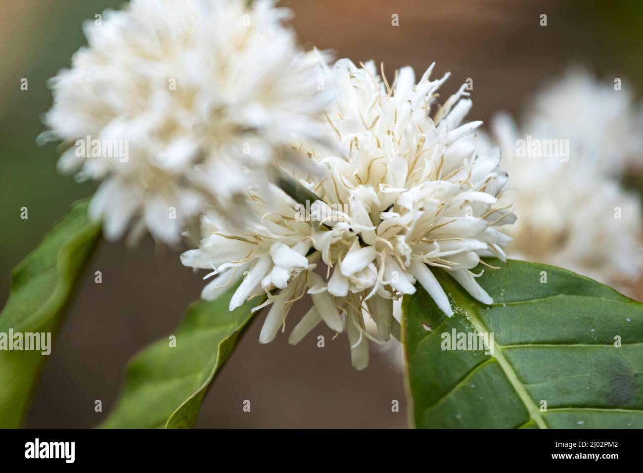 Coffee flowers, India Stock Photo - Alamy