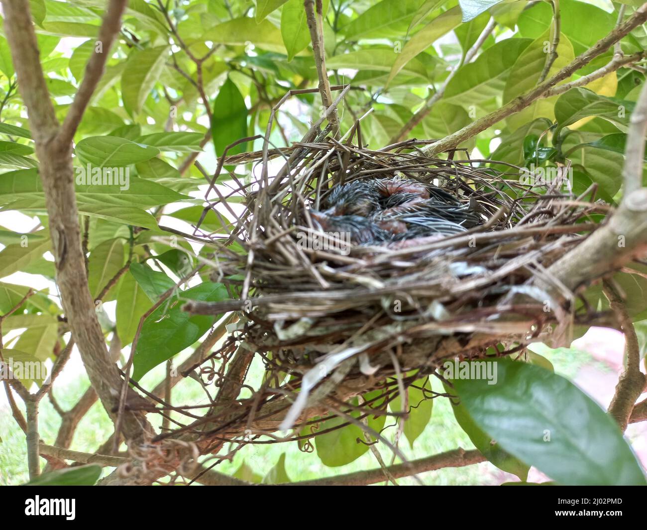 Bird chicks in the nest Stock Photo - Alamy