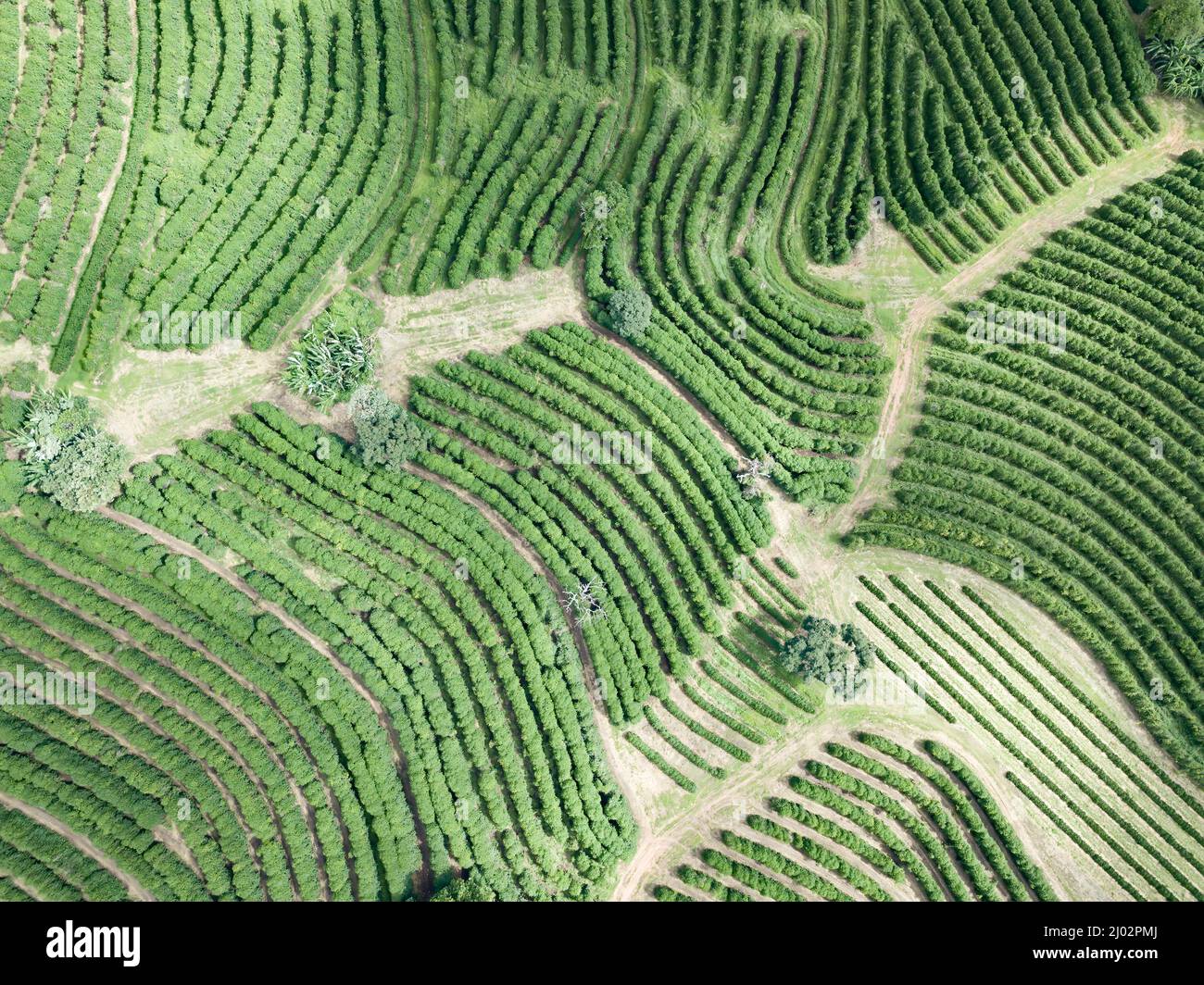 Rows of coffee trees, Brazil Stock Photo - Alamy