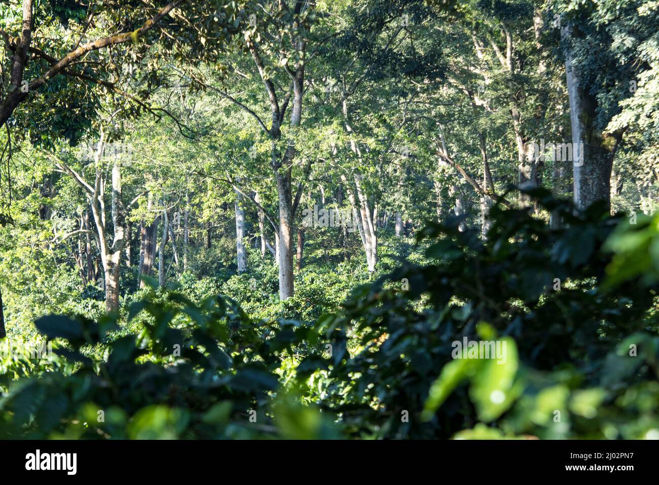 Coffee agroforestry landscape, Ethiopia Stock Photo - Alamy