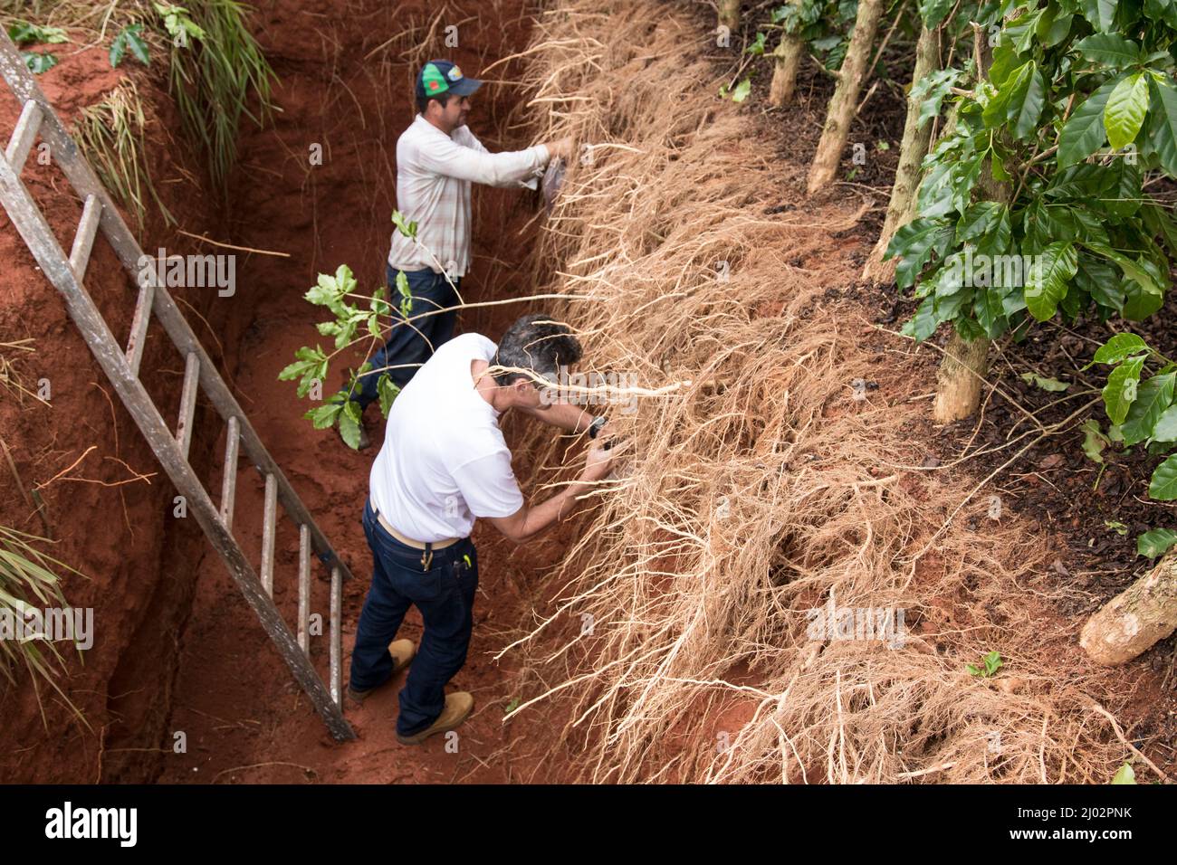 Agronomists perform coffee root analysis, Brazil Stock Photo - Alamy