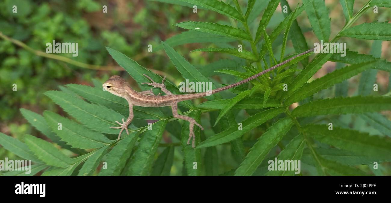 Indian lizards hi-res stock photography and images - Alamy