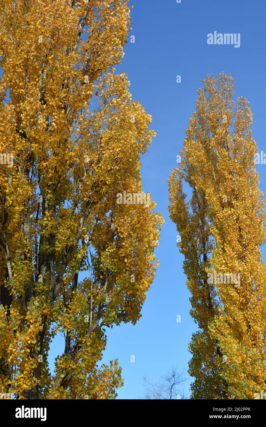 Beautiful, large poplars with golden, yellow leaves growing against the ...