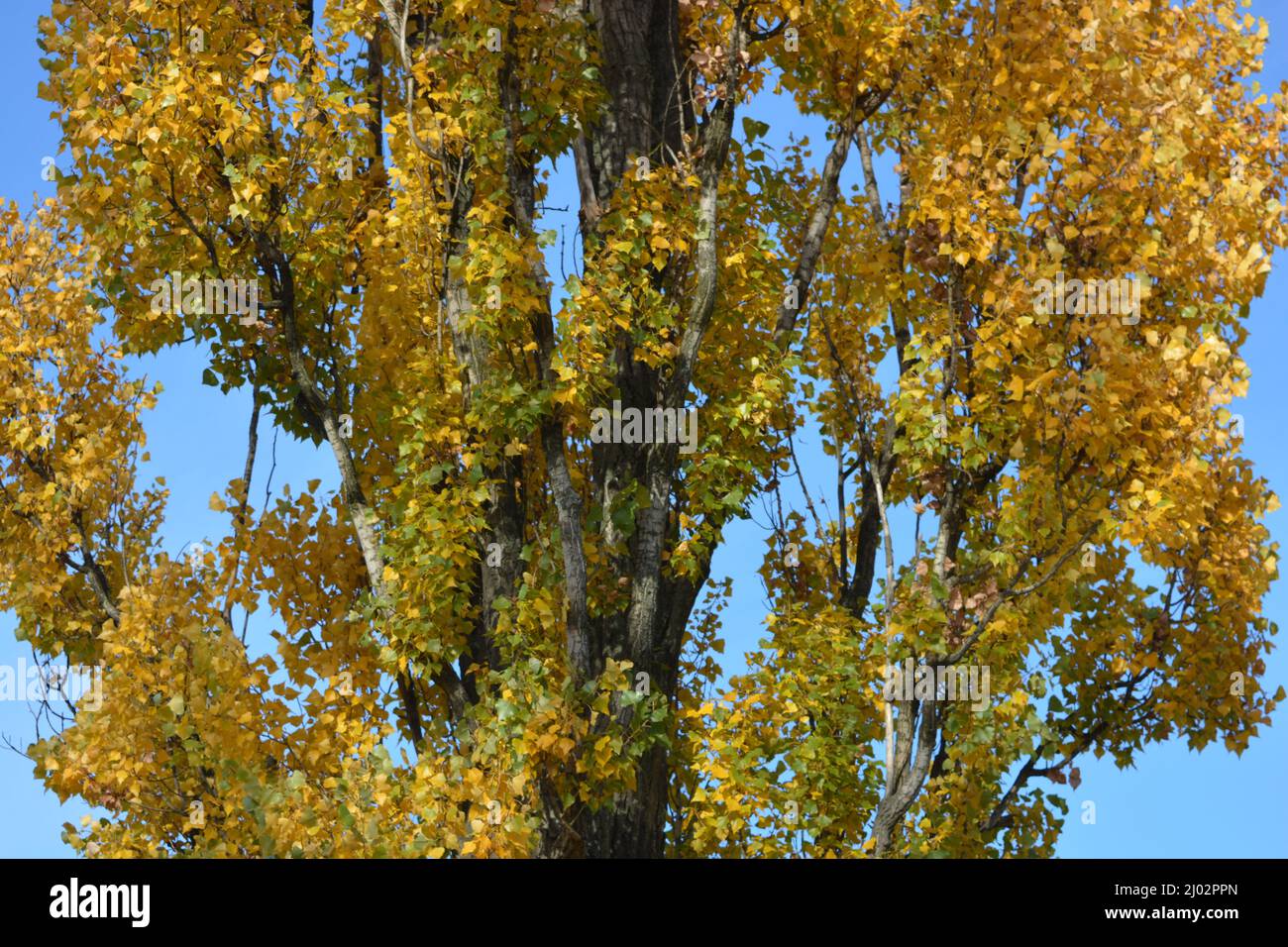 Beautiful, large poplars with golden, yellow leaves growing against the ...