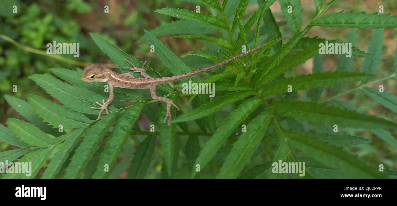 Indian garden lizard Stock Photo - Alamy