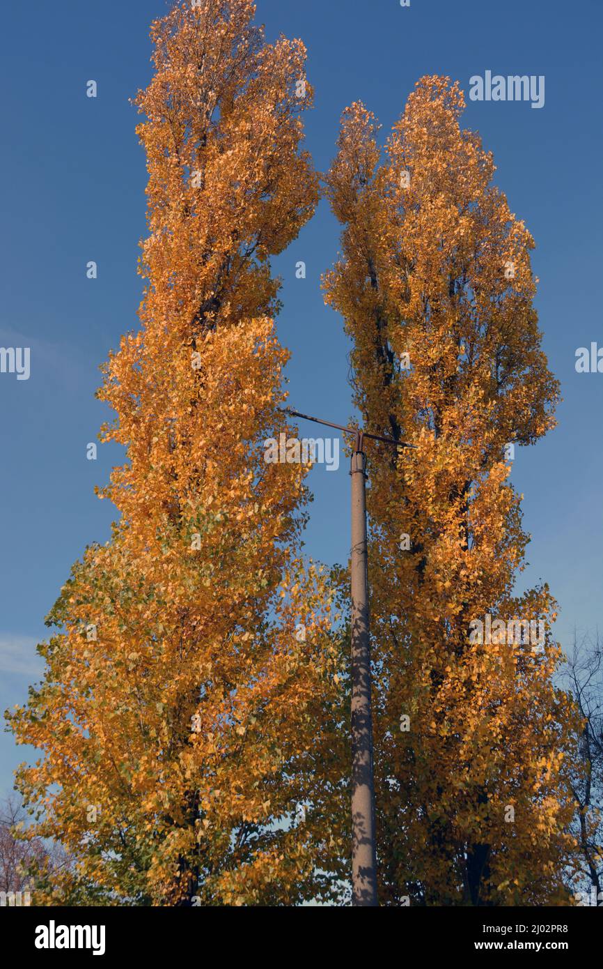 Beautiful, large poplars with golden, yellow leaves growing against the ...