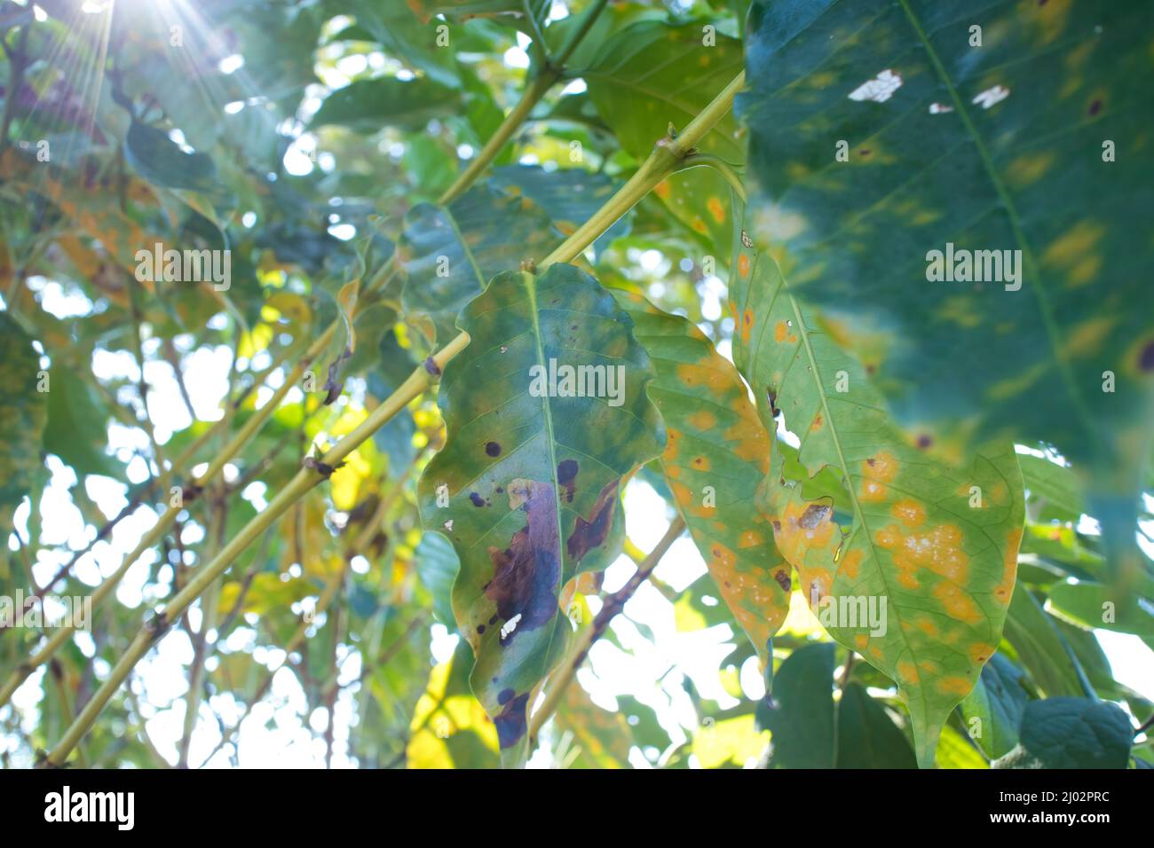 Coffee leaf rust (la roya), Peru Stock Photo - Alamy