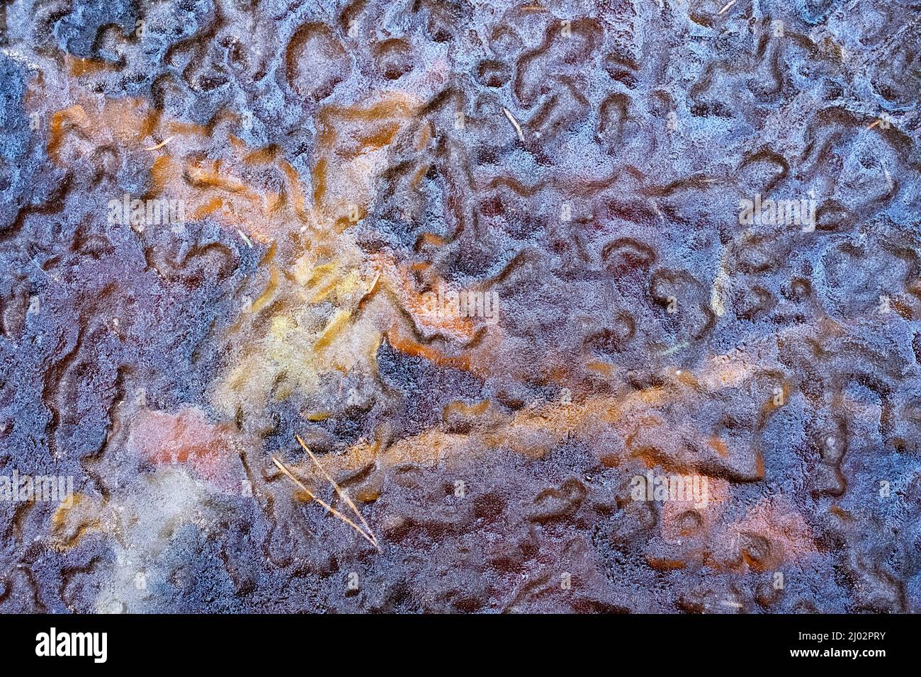 Geometry of the ice surface in swamp waters, Kemeri National Park ...
