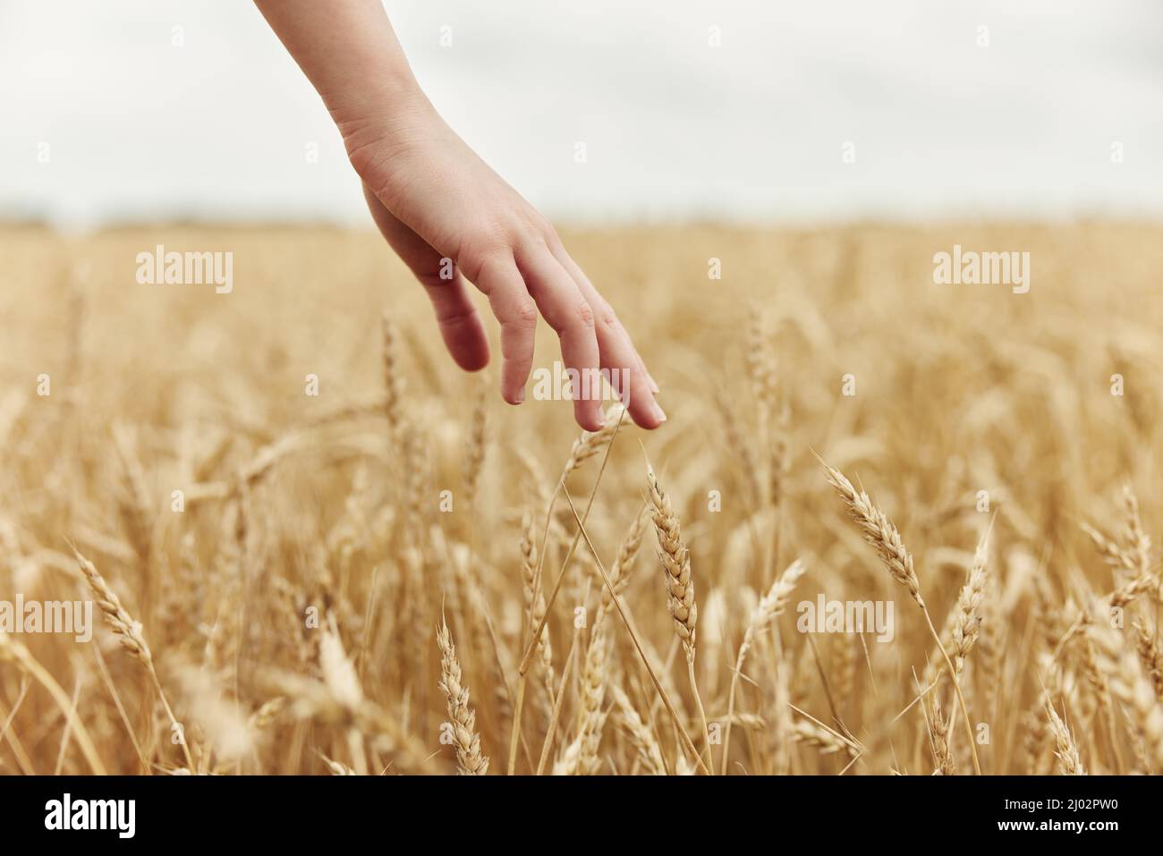 Female hands wheat spikelets barley hi-res stock photography and images ...