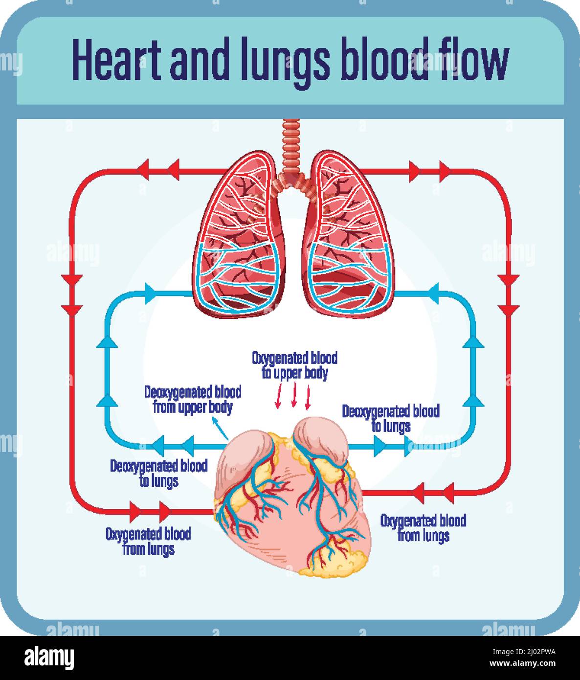 Diagram showing blood flow of human heart illustration Stock Vector ...