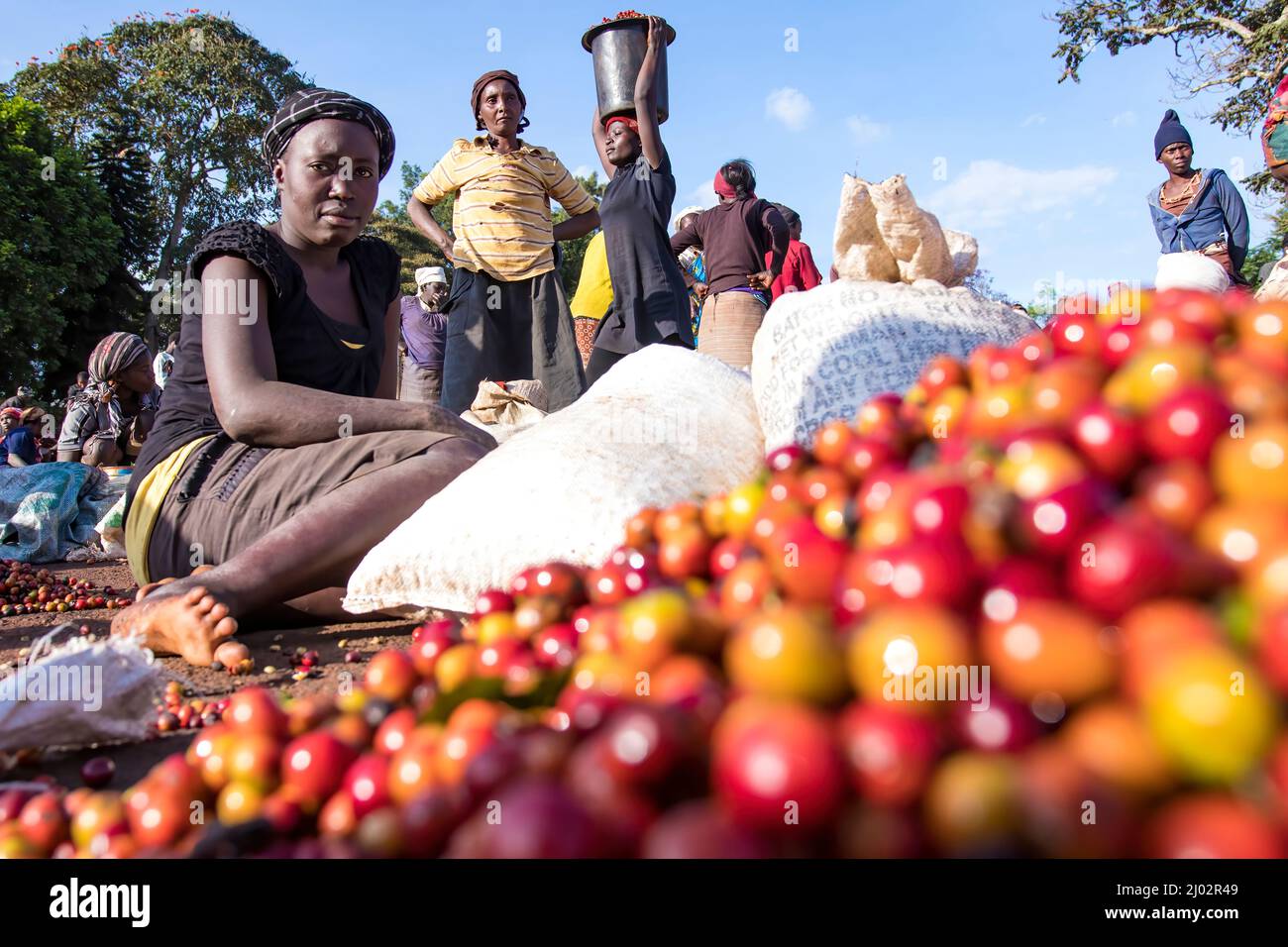Coffee picker sorting through the harvested coffee cherries, Kenya ...