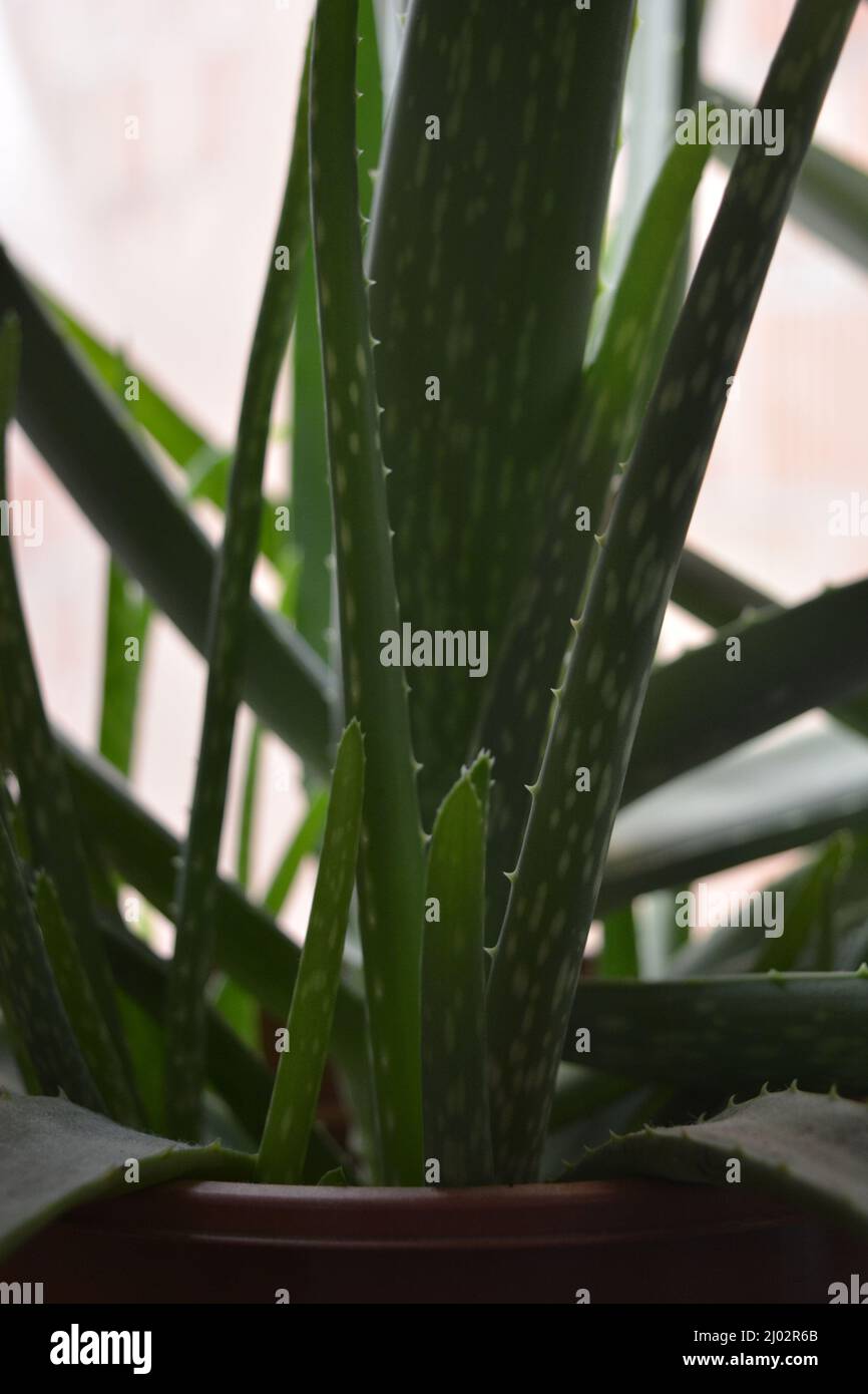 Beautiful and bright house plants. Green thick leaves of centennial ...