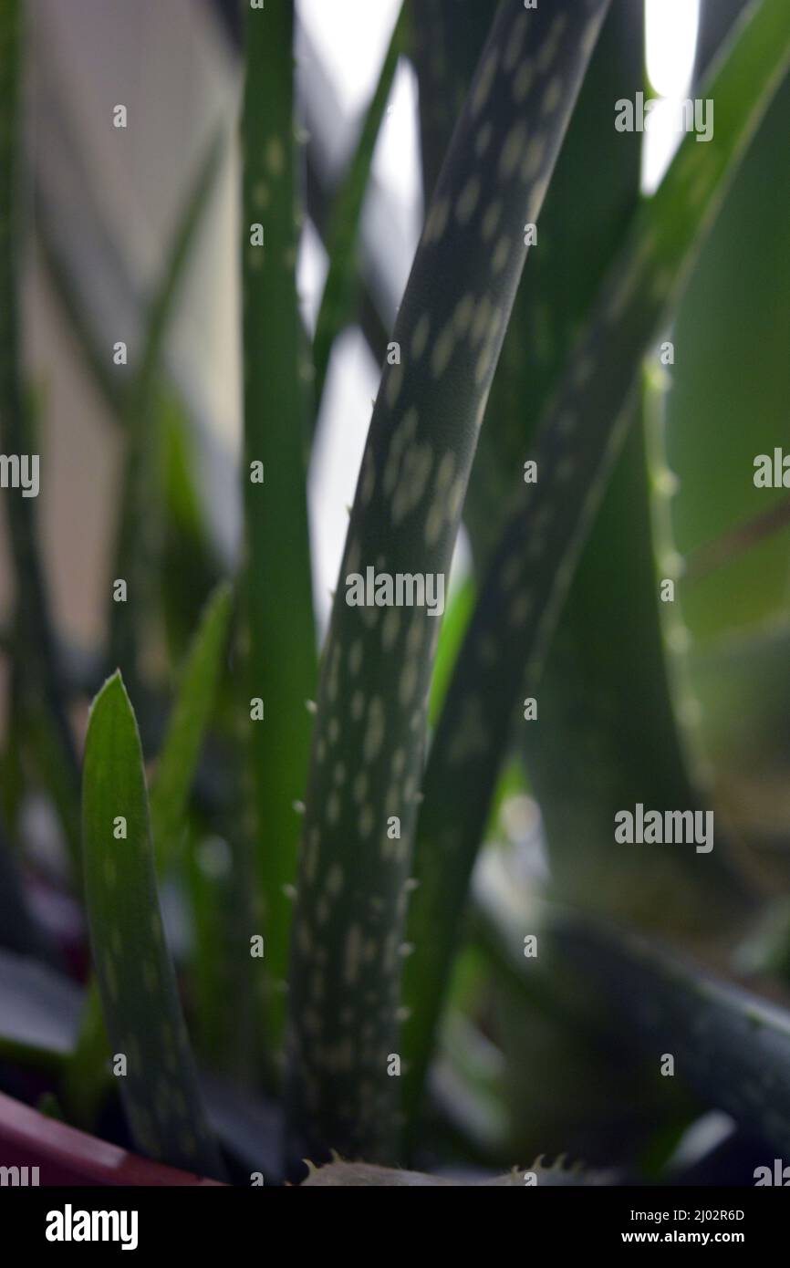 Centennial aloe hi-res stock photography and images - Alamy