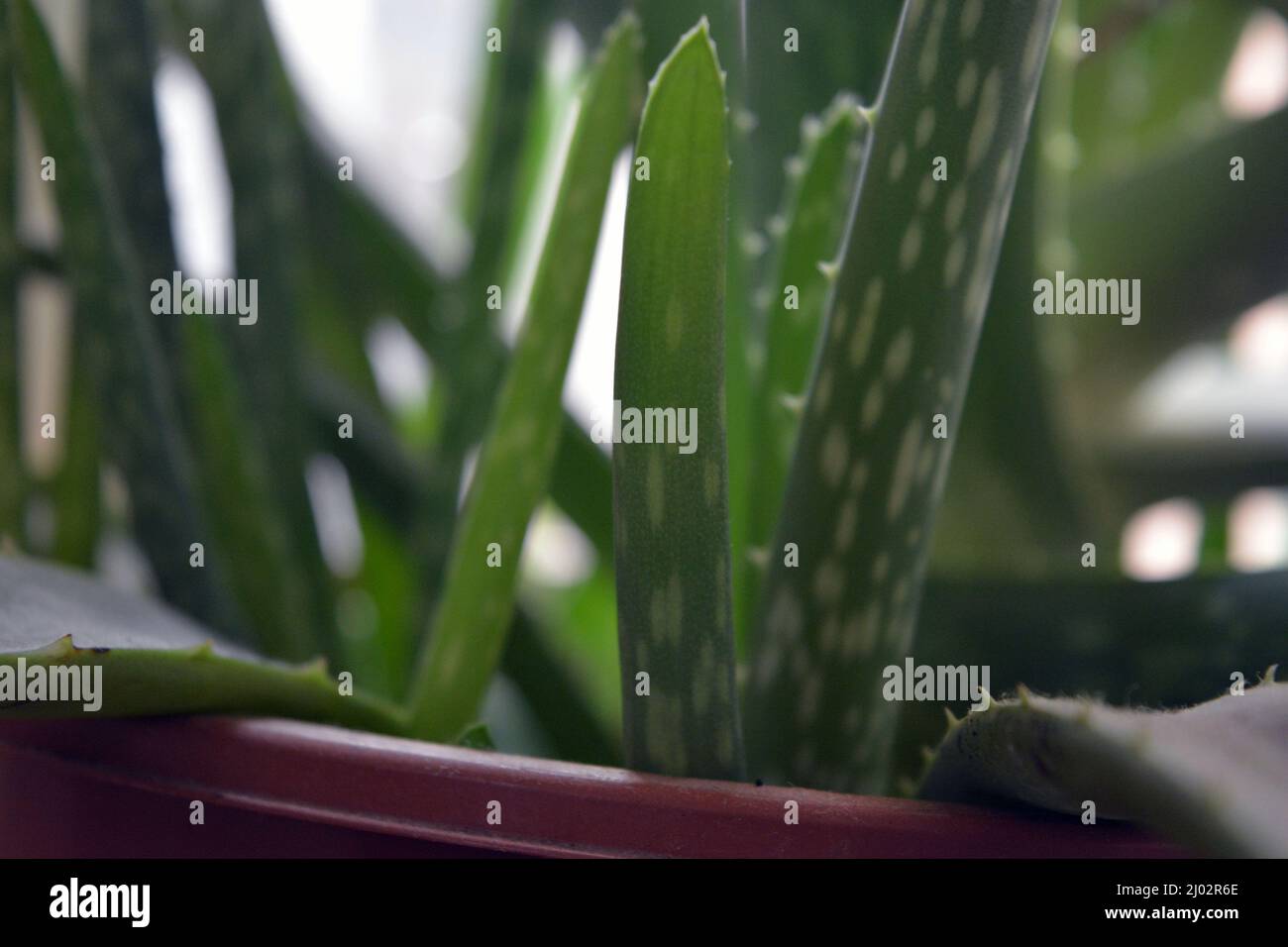 Centennial aloe hi-res stock photography and images - Alamy
