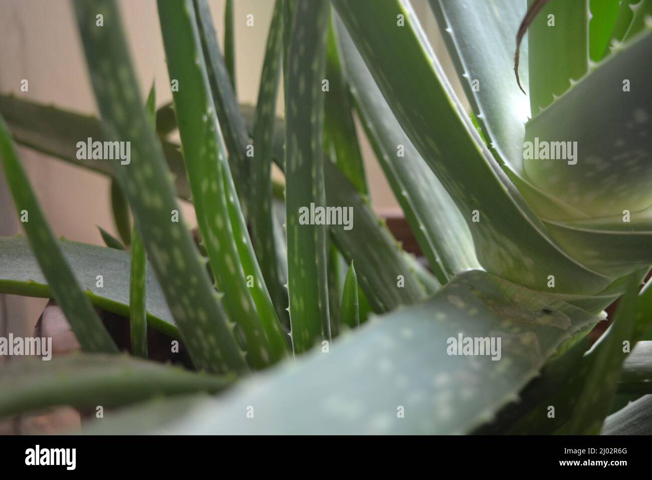 Centennial aloe hi-res stock photography and images - Alamy